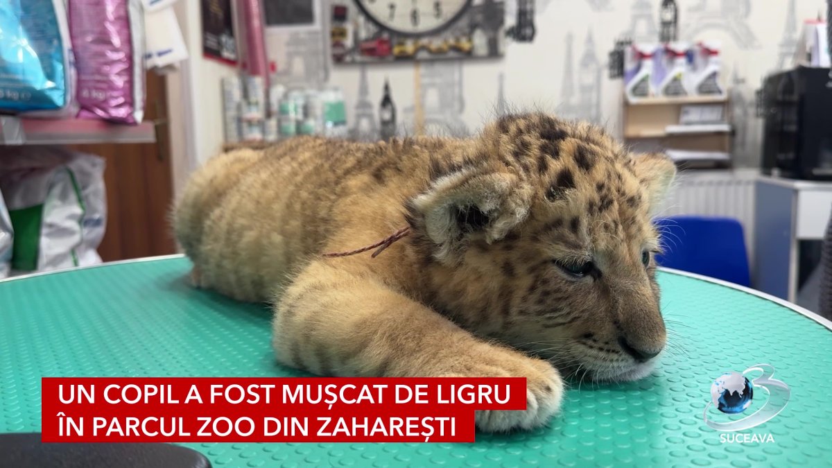Un copil a fost mușcat de ligru în parcul zoo din Zaharești