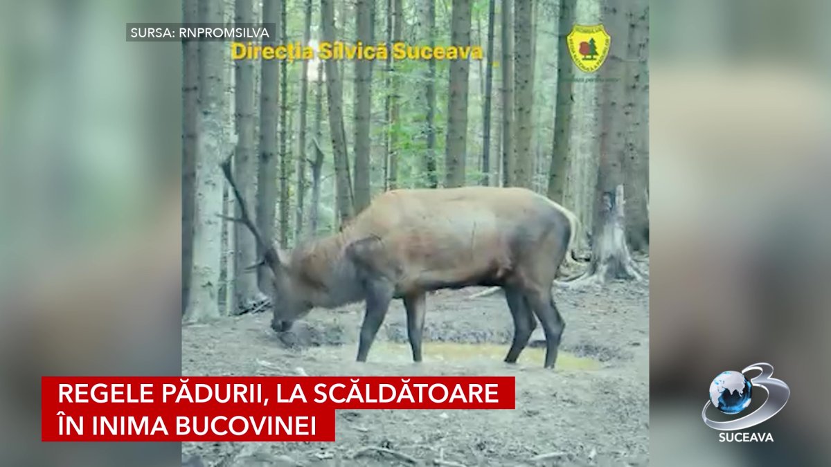 Regele pădurii, la scăldătoare în inima Bucovinei