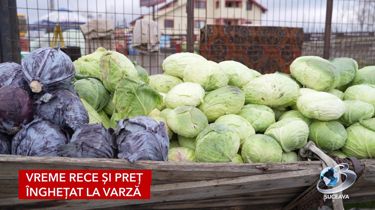 Ogoare întregi cu varză la Milișăuți, la sfârșit de noiembrie