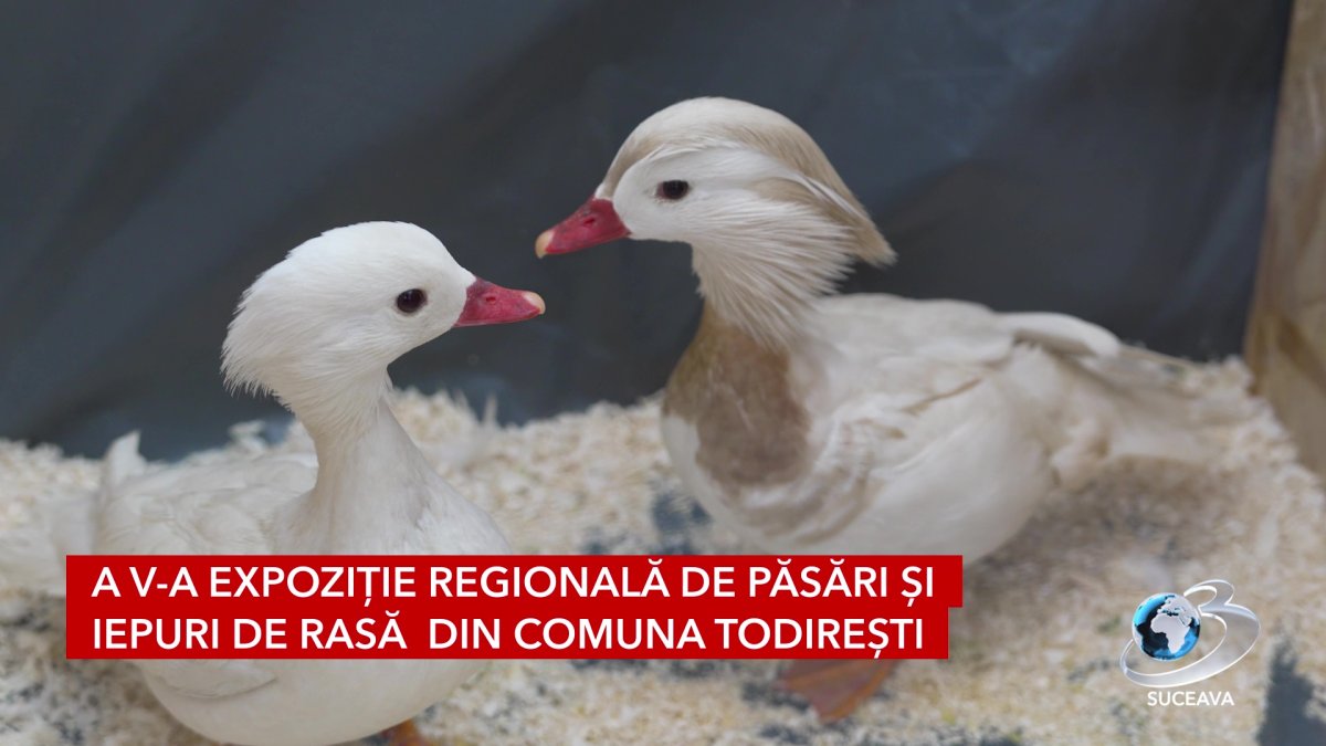 Rase inedite de iepuri și păsări, la expoziția regională „Cupa Moldovei”