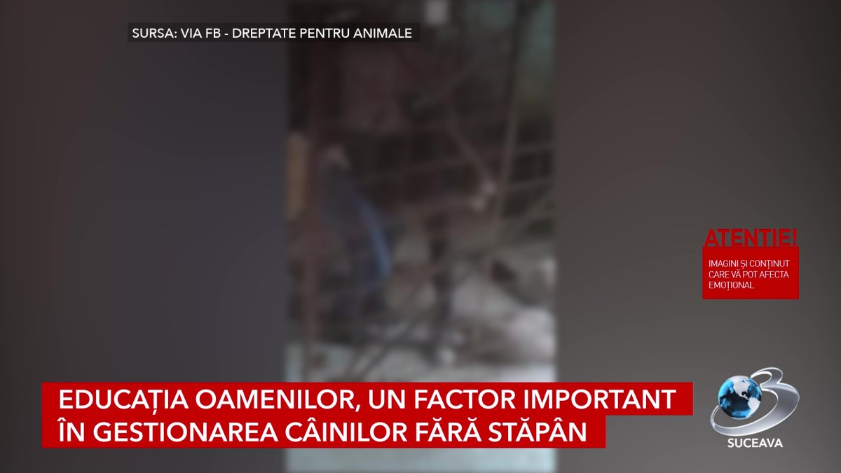 Soluții pentru gestionarea câinilor fără adăpost din județul Suceava